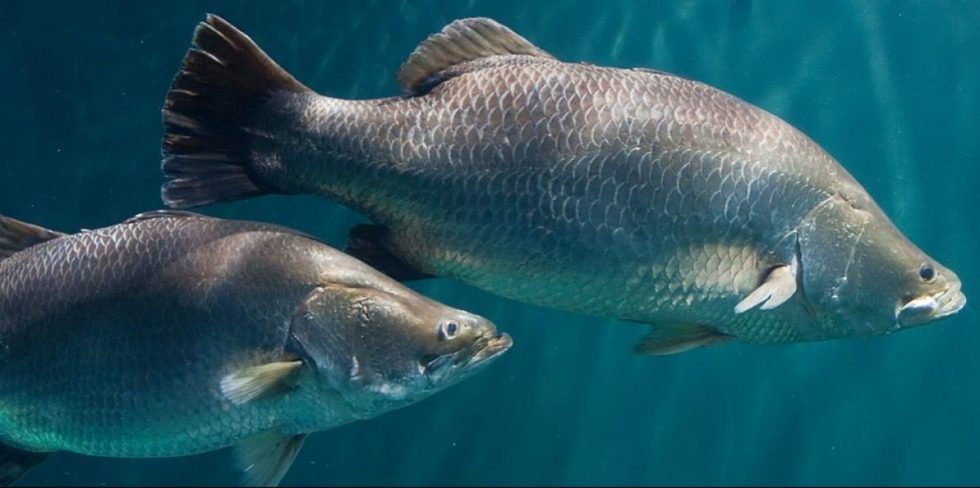 Kowanyama Fishing Competition - Kowanyama Aboriginal Shire Council